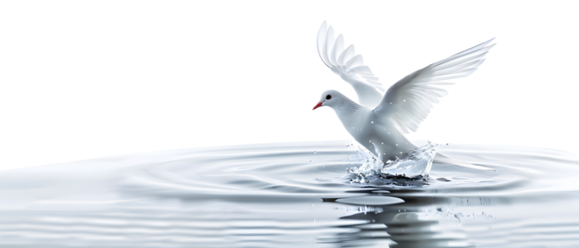 Oceanic Birds PNGs – Transparent Background Images | PikWizard