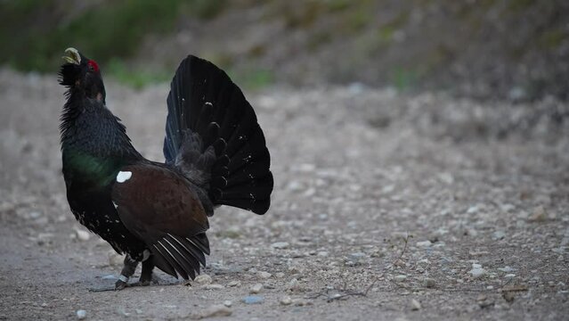 Duck Calls Images – Browse 6,717 Stock Photos, Vectors, and Video ...