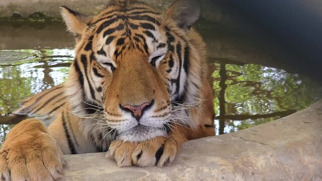 "Tiger Attack" Images – Browse 382 Stock Photos, Vectors, and Video ...