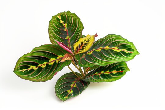 รูปภาพ"Maranta – เลือกดูภาพถ่ายสต็อก เวกเตอร์ และวิดีโอ4,295 | Adobe Stock