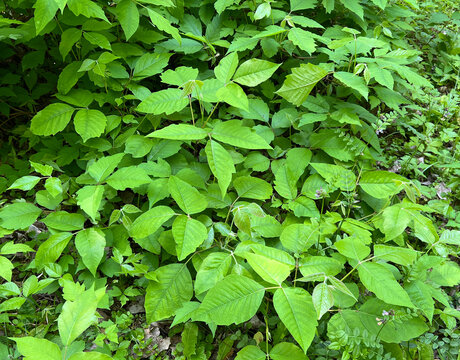 Radicans Images – Browse 2,409 Stock Photos, Vectors, and Video | Adobe ...