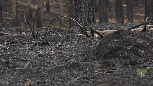 "Burned Soil" Imagens – Procure 20 fotos, vetores e vídeos | Adobe Stock