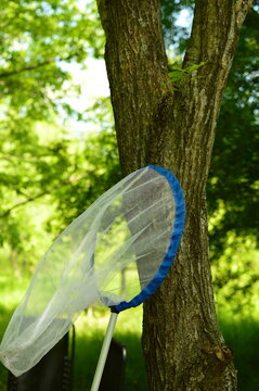 コナラ Images – Browse 852 Stock Photos, Vectors, and Video | Adobe Stock