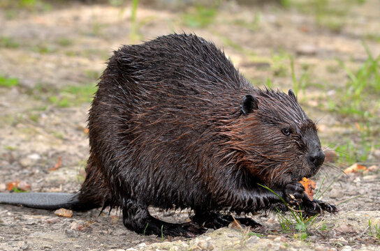 "Canadian Beaver" Images – Browse 1,894 Stock Photos, Vectors, and ...