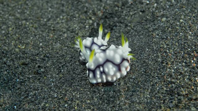 รูปภาพRhinophores – เลือกดูภาพถ่ายสต็อก เวกเตอร์ และวิดีโอ824 | Adobe Stock