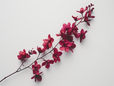 Maroon Flower Border Images – Browse 2,893 Stock Photos, Vectors, and ...