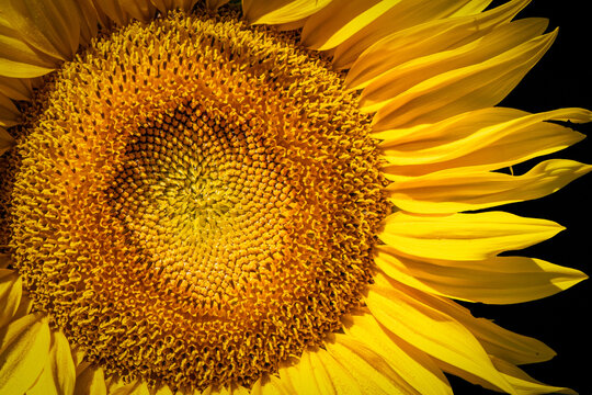 Ralph Lear Fotos, Bilder, Stockmedien | Adobe Stock