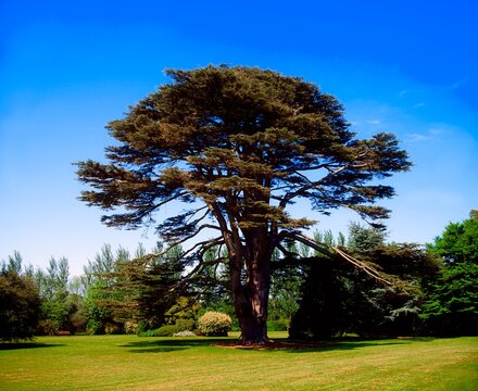 "Lebanon Cedar" Images – Browse 1,651 Stock Photos, Vectors, and Video ...