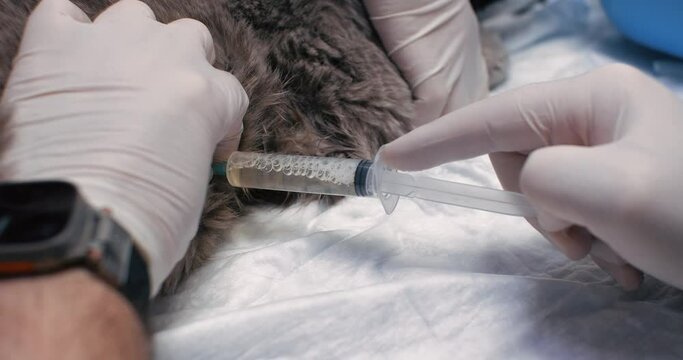 Imágenes de Thoracocentesis: descubre bancos de fotos, ilustraciones ...