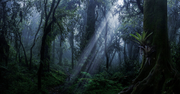"Deep Jungle" Images – Browse 651 Stock Photos, Vectors, and Video ...