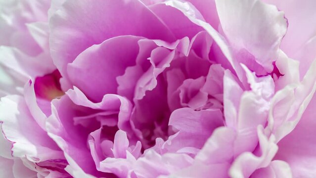 "Peony Background" Images – Browse 2,500 Stock Photos, Vectors, and ...