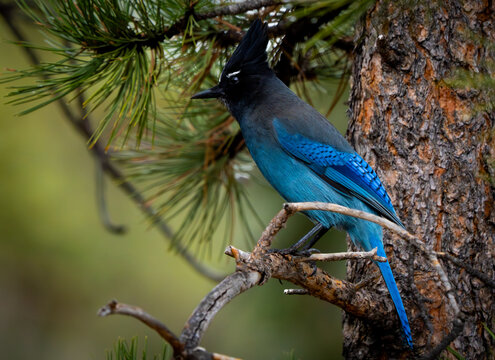 "Stellar Jay" Images – Browse 1,668 Stock Photos, Vectors, and Video | Adobe Stock