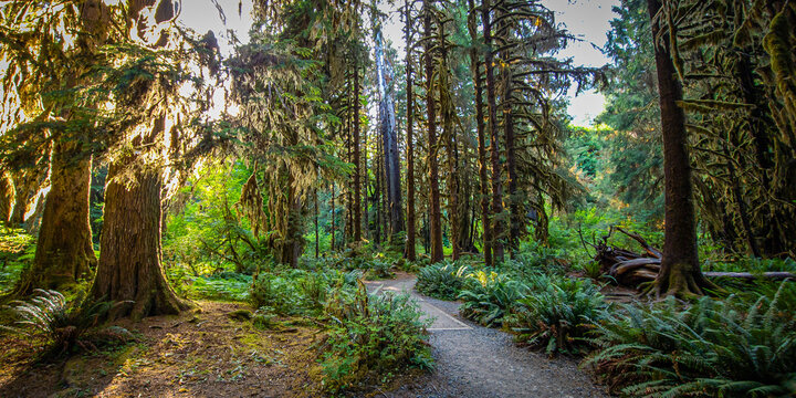"Forest Way" Images – Browse 358 Stock Photos, Vectors, and Video ...