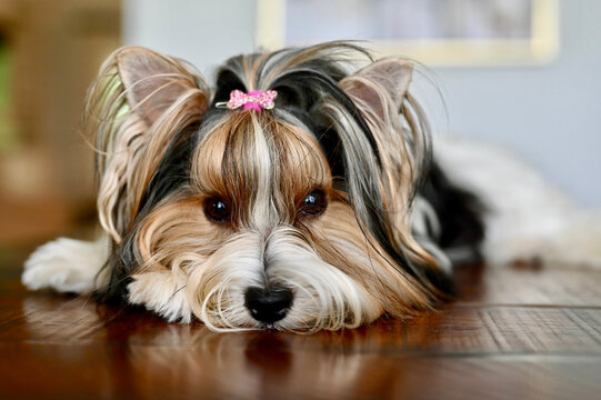 "Biewer Terrier" Images – Browse 837 Stock Photos, Vectors, and Video ...