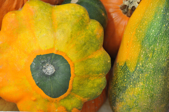 Coloquinte Images – Browse 700 Stock Photos, Vectors, and Video | Adobe ...