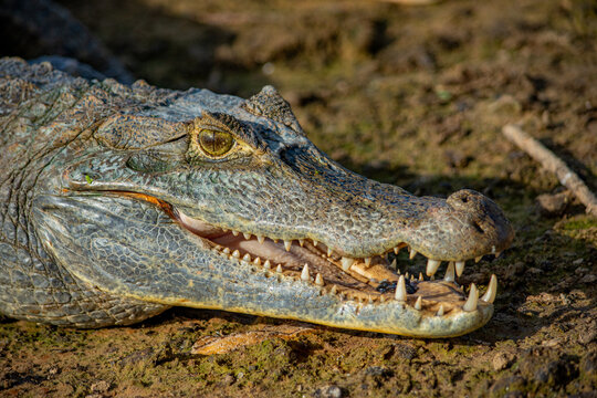Caiman Habitat Images – Browse 1,860 Stock Photos, Vectors, and Video ...