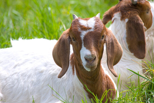 "Boer Goats"-Bilder: Stock-Fotos & -Videos. | Adobe Stock