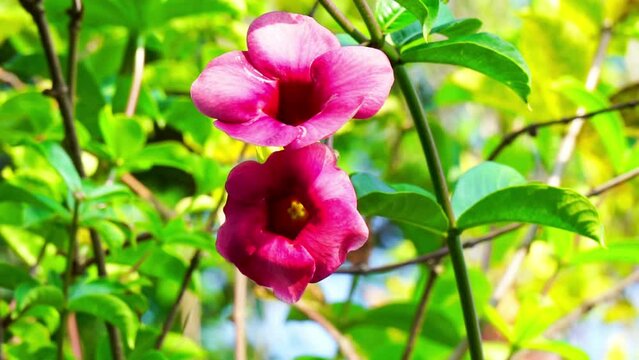 "Purple Allamanda" Images – Browse 439 Stock Photos, Vectors, and Video ...