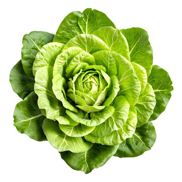 "Lettuce Top View" Images – Browse 41 Stock Photos, Vectors, and Video ...