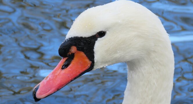 "Swan Head" Images – Browse 568 Stock Photos, Vectors, and Video ...