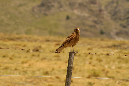 「Chimango」の写真素材 | 905件の無料イラスト画像 | Adobe Stock