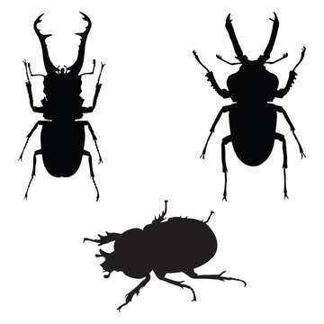 Beetle Images – Browse 128,465 Stock Photos, Vectors, and Video | Adobe ...