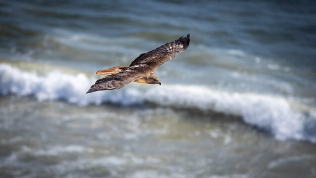 Red Tailed Hawk Flying Images – Browse 8,713 Stock Photos, Vectors, and ...