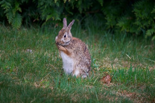 "Wild Rabbit" Images – Browse 5,108 Stock Photos, Vectors, and Video ...