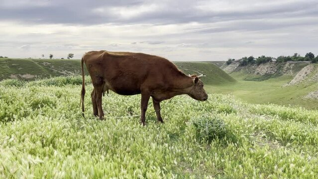 Brown Cow Images – Browse 631,406 Stock Photos, Vectors, and Video ...