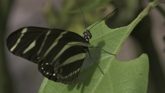 "Zebra Longwing" Images – Browse 1,533 Stock Photos, Vectors, and Video ...