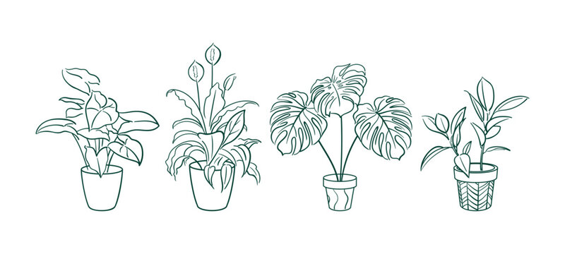 Plant Drawing