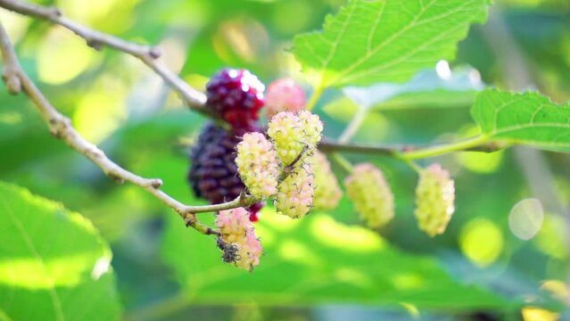 "Mulberry Bush" Images – Browse 491 Stock Photos, Vectors, and Video ...