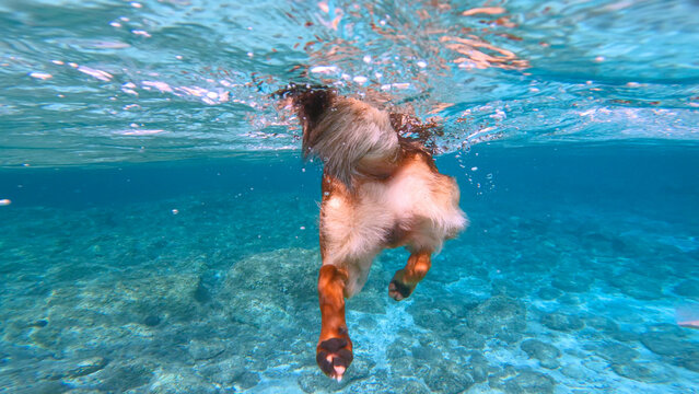 "Dog Swimming" Images – Browse 1,370 Stock Photos, Vectors, and Video ...