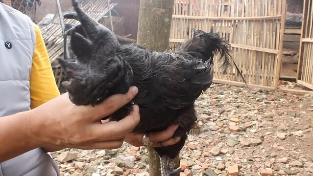 "Ayam Cemani" - Images et vidéos libres de droits | Adobe Stock