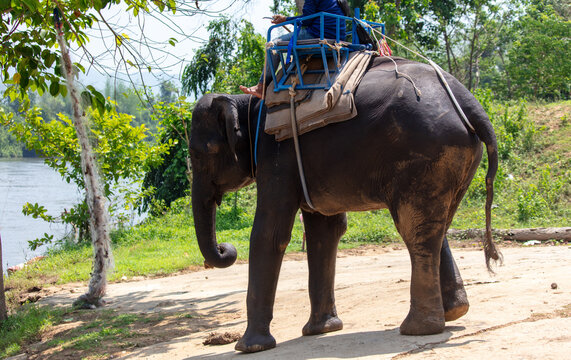 "Elephant Rider" Images – Browse 61 Stock Photos, Vectors, and Video ...