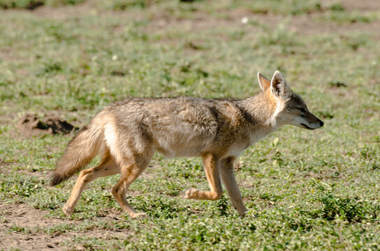"Canis Aureus" Images – Browse 2,518 Stock Photos, Vectors, and Video ...