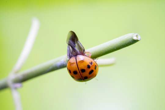 "Natural Enemies" Images – Browse 1,596 Stock Photos, Vectors, and ...