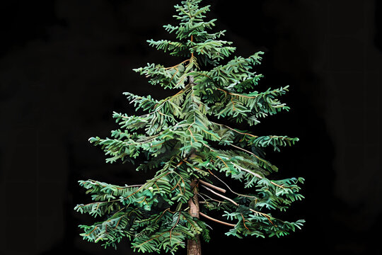 Alaska State Tree Drawing