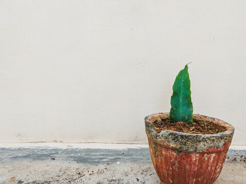 "Cactus Leaf" Images – Browse 819 Stock Photos, Vectors, and Video ...