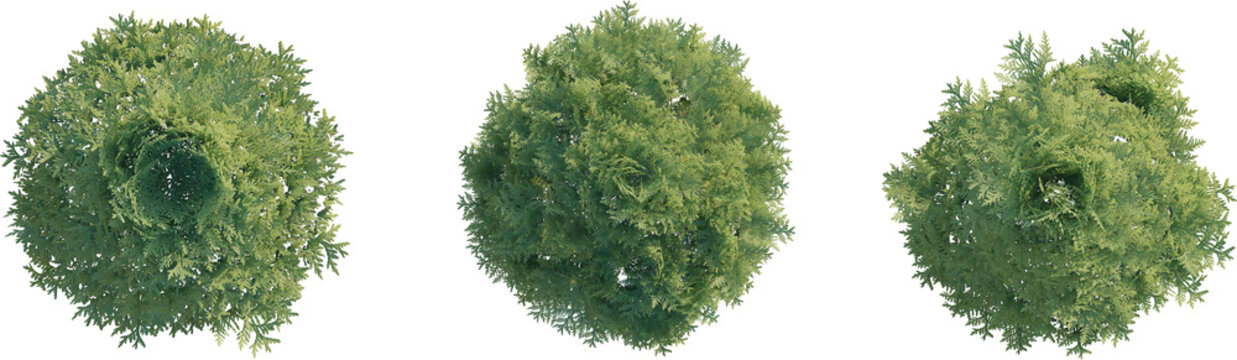 "Tree Top"-Bilder: Stock-Fotos & -Videos. | Adobe Stock