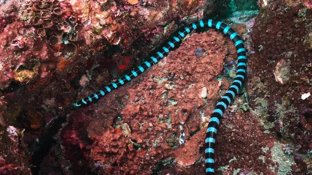"Sea Snake" Images – Browse 2,214 Stock Photos, Vectors, and Video ...