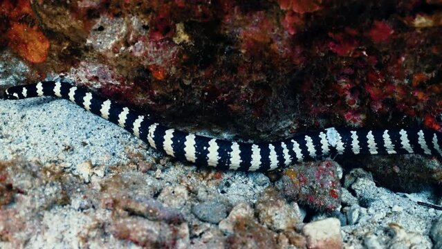 "Sea Snake" Images – Browse 2,214 Stock Photos, Vectors, and Video ...