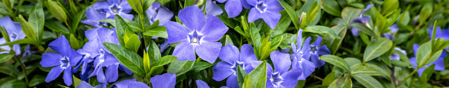 "Creeping Myrtle"-Bilder: Stock-Fotos & -Videos. | Adobe Stock