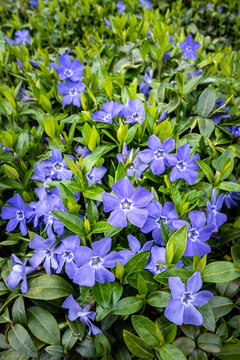 "Creeping Myrtle"-Bilder: Stock-Fotos & -Videos. | Adobe Stock