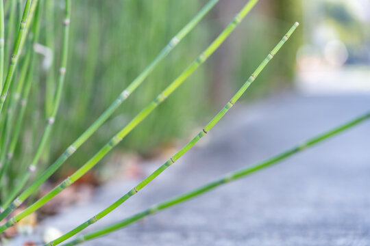 "Scouring Rush" Images – Browse 753 Stock Photos, Vectors, and Video ...