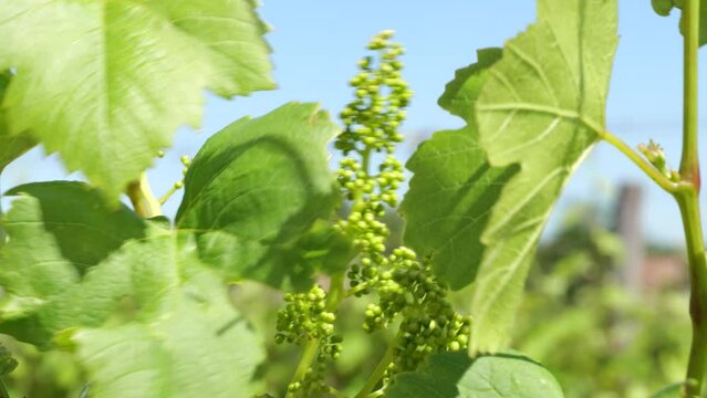 Grapevine Images – Browse 2,167,894 Stock Photos, Vectors, and Video ...