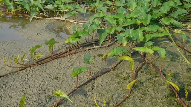 "Water Spinach" Images – Browse 4,534 Stock Photos, Vectors, and Video ...