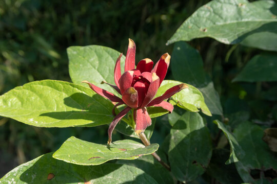 Calicantus-Bilder: Stock-Fotos & -Videos. | Adobe Stock