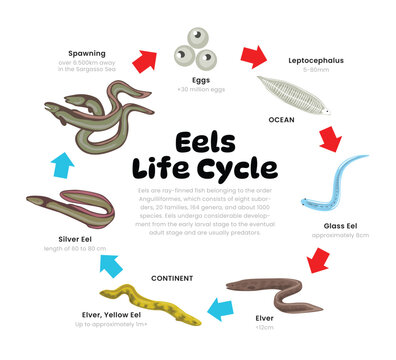「Life-Cycle」の写真素材 | 89,089件の無料イラスト画像 | Adobe Stock