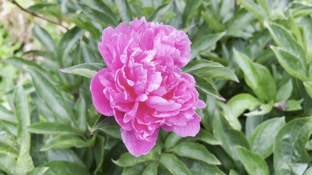 "Common Peony" Images – Browse 3,303 Stock Photos, Vectors, and Video ...